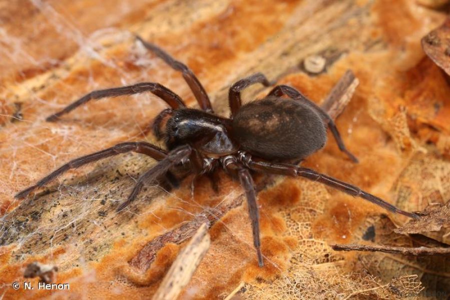 FAUNA - Amaurobius ferox - Fiche espèce