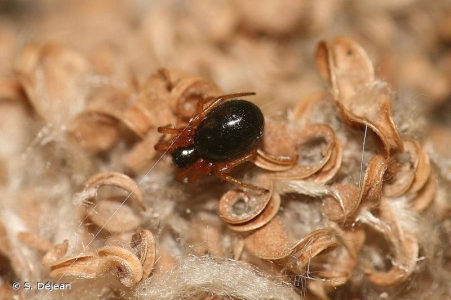 FAUNA - Hypsosinga pygmaea - Fiche espèce