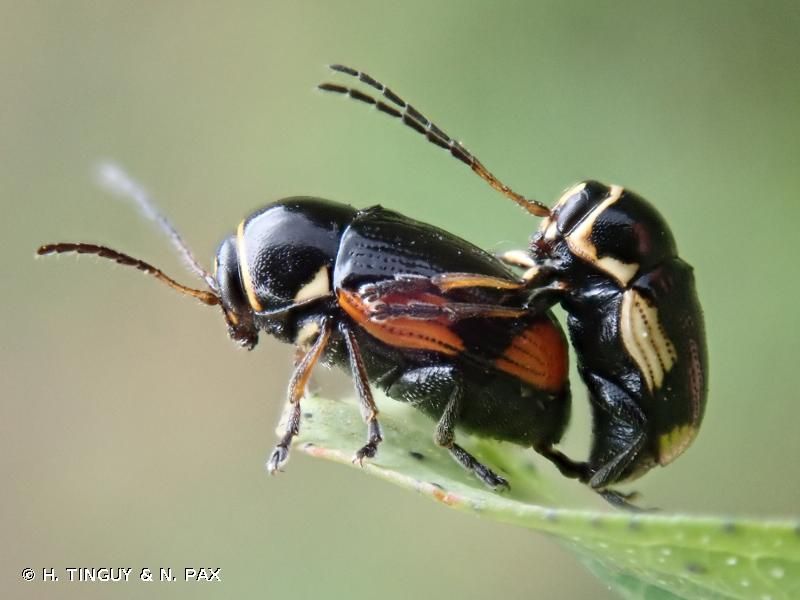 FAUNA - Cryptocephalus moraei - Fiche espèce