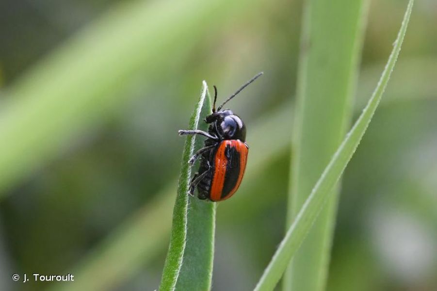 FAUNA - Cryptocephalus bipunctatus - Fiche espèce