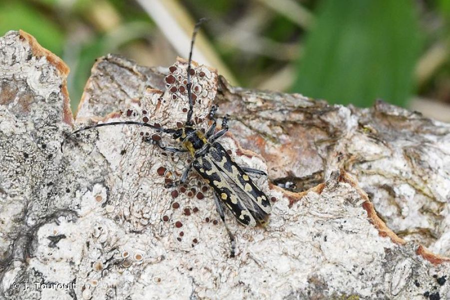 FAUNA - Saperda scalaris - Fiche espèce