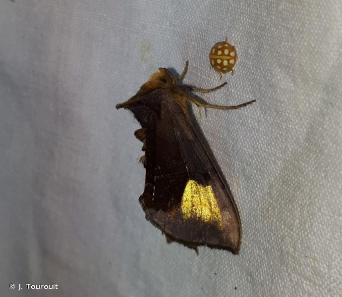 FAUNA - Diachrysia chryson - Fiche espèce