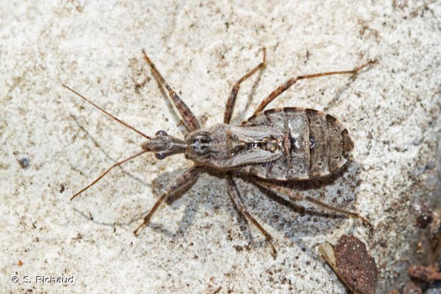FAUNA - Coranus griseus - Fiche espèce
