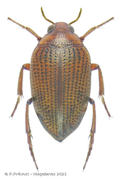 FAUNA - Haliplus flavicollis - Fiche espèce