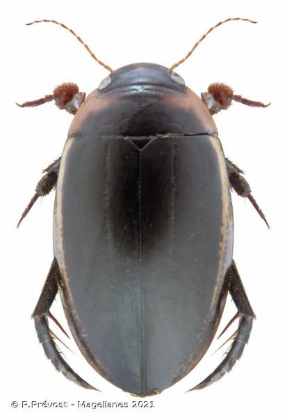 FAUNA - Hydaticus seminiger - Fiche espèce