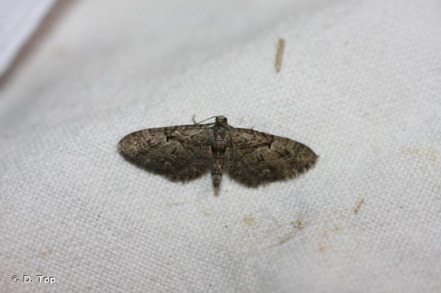 FAUNA - Eupithecia pusillata - Fiche espèce