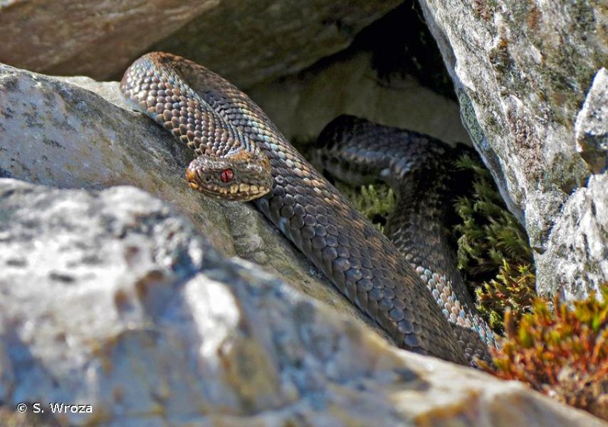 FAUNA - Vipera berus - Fiche espèce