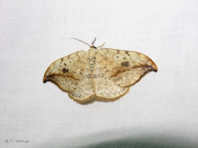 FAUNA - Drepana falcataria - Fiche espèce