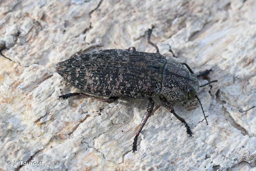 FAUNA - Poecilonota variolosa - Fiche espèce