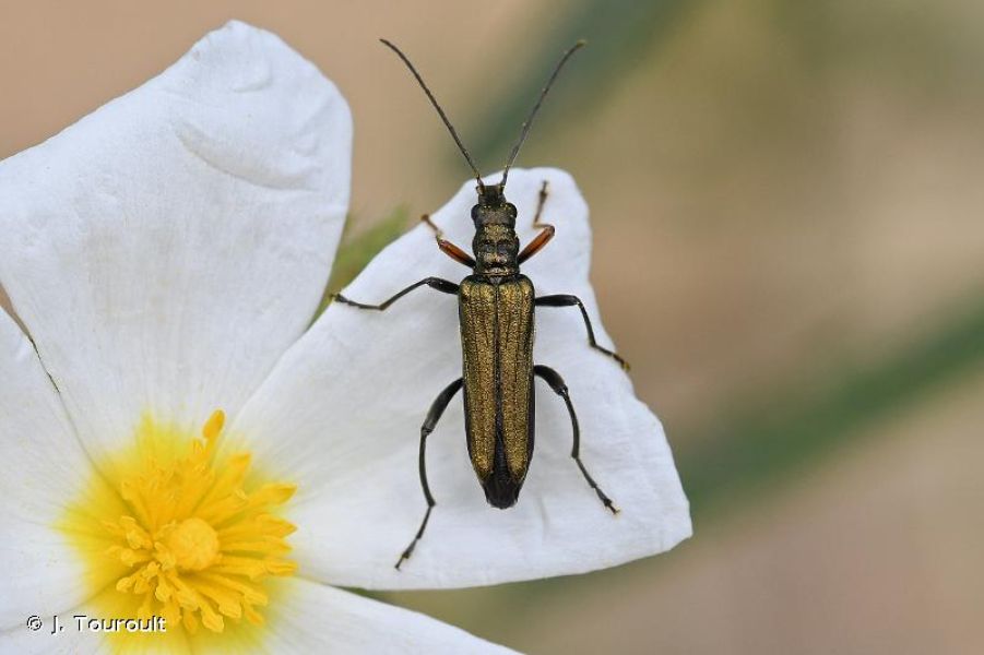 FAUNA - Oedemera flavipes - Fiche espèce