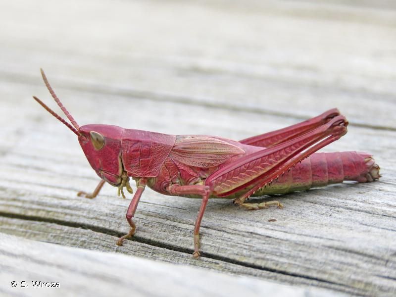 FAUNA - Chrysochraon dispar - Fiche espèce