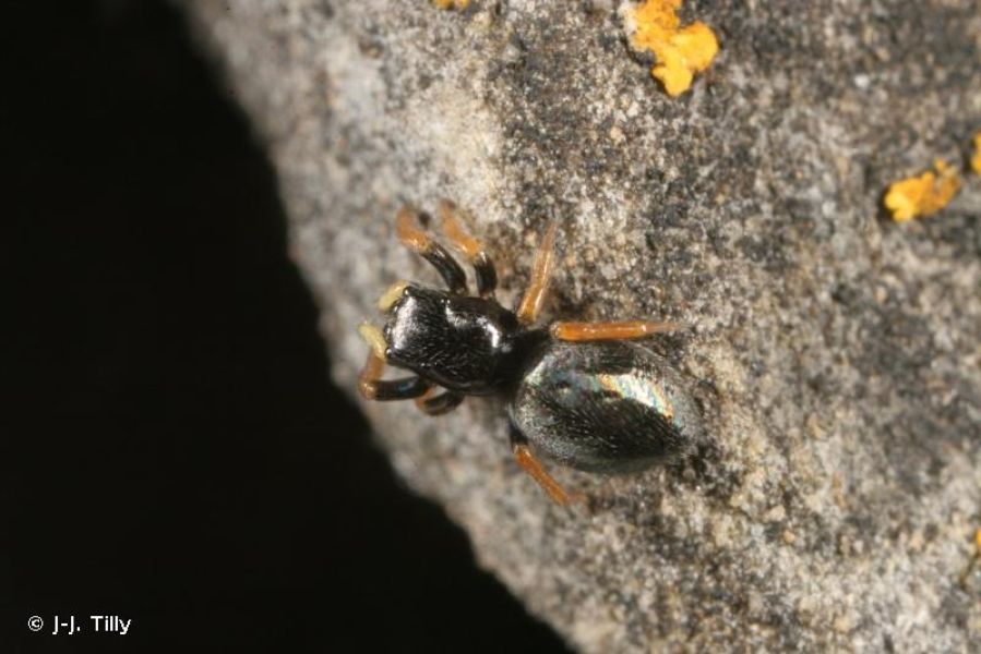 FAUNA - Chalcoscirtus infimus - Fiche espèce