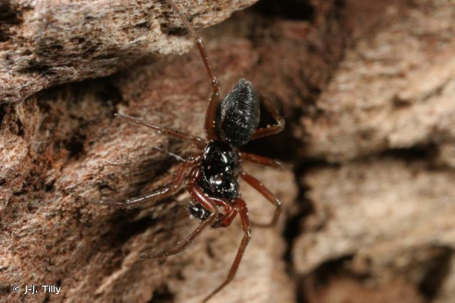 FAUNA - Erigone atra - Fiche espèce