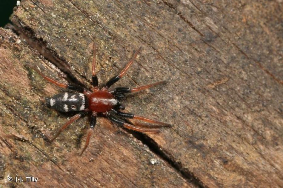 FAUNA - Poecilochroa variana - Fiche espèce