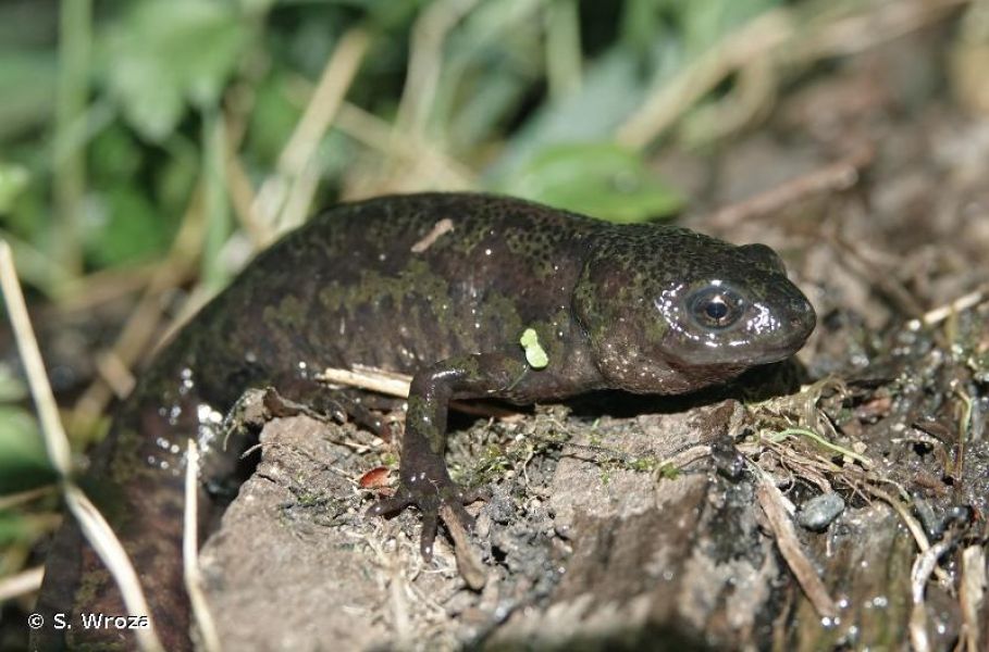 FAUNA - Triturus cristatus x T. marmoratus - Fiche espèce