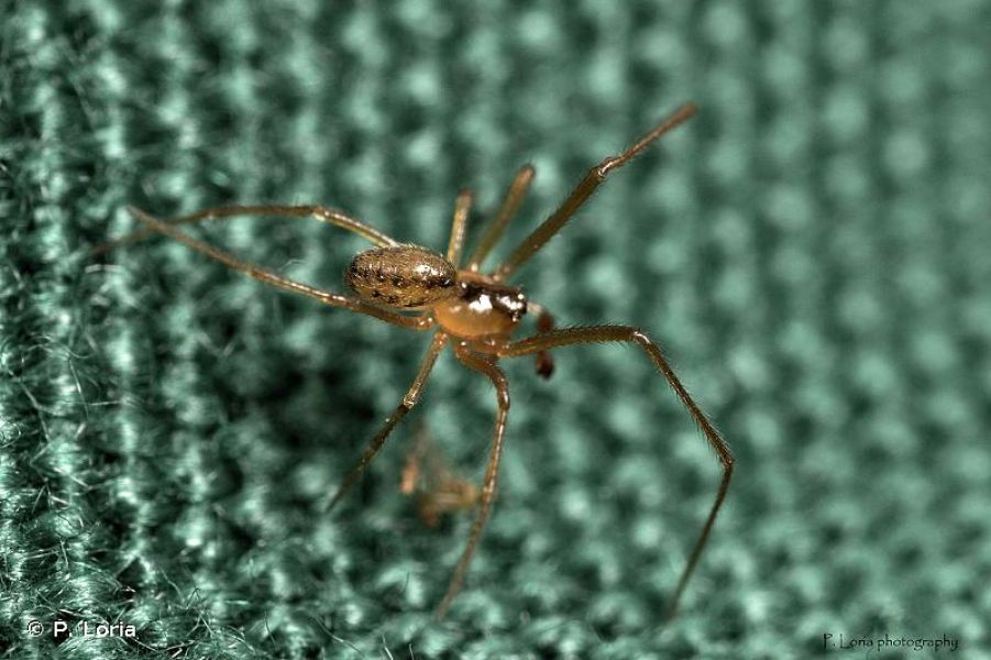 FAUNA - Rugathodes instabilis - Fiche espèce