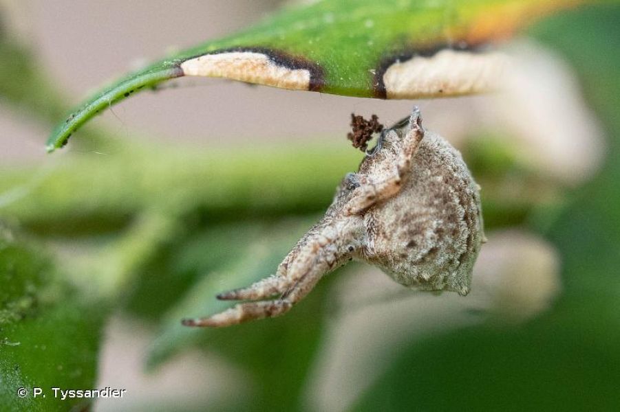 FAUNA - Hyptiotes flavidus - Fiche espèce