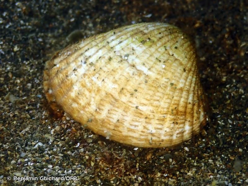 FAUNA - Cerastoderma edule - Fiche espèce