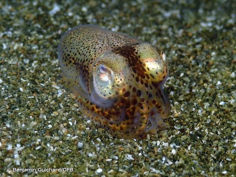 FAUNA - Sepiola atlantica - Fiche espèce