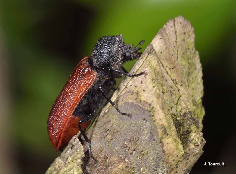 FAUNA - Bostrichus capucinus - Fiche espèce