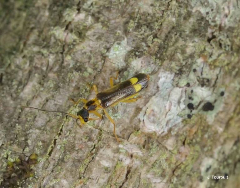 FAUNA - Malthinus flaveolus - Fiche espèce
