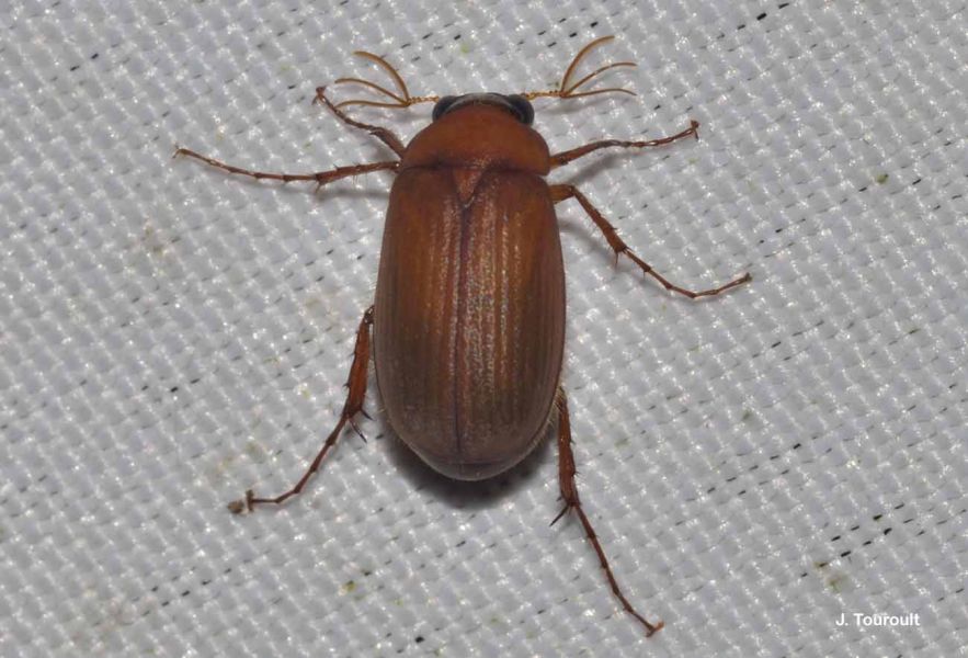FAUNA - Serica brunnea - Fiche espèce