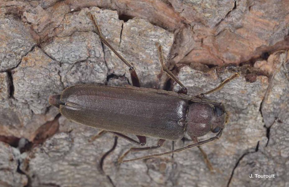 FAUNA - Arhopalus rusticus - Fiche espèce