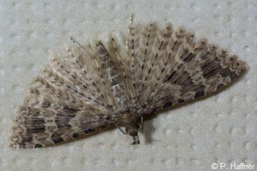 FAUNA - Alucita hexadactyla - Fiche espèce