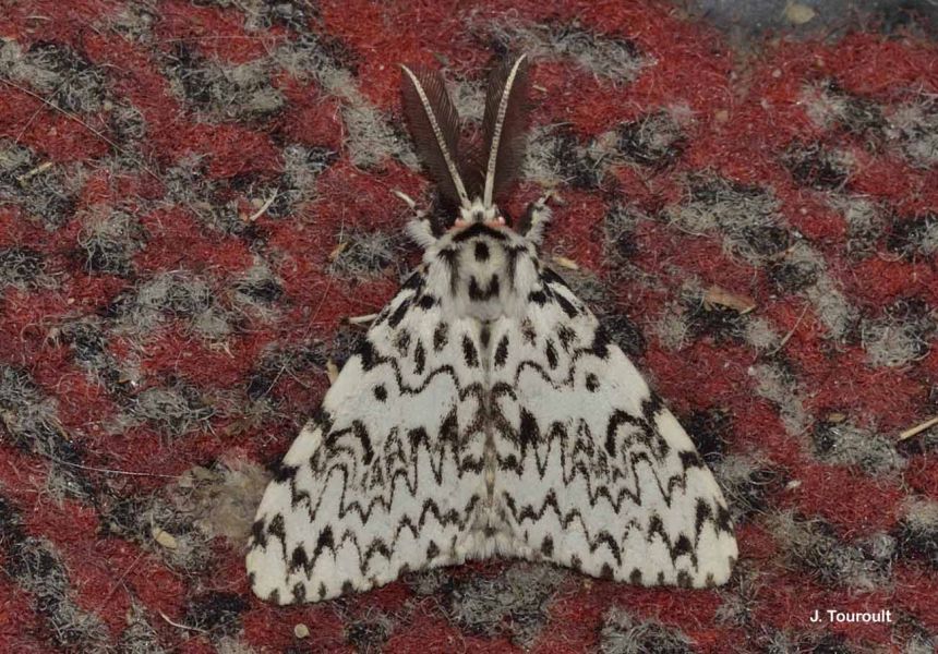 FAUNA - Lymantria monacha - Fiche espèce